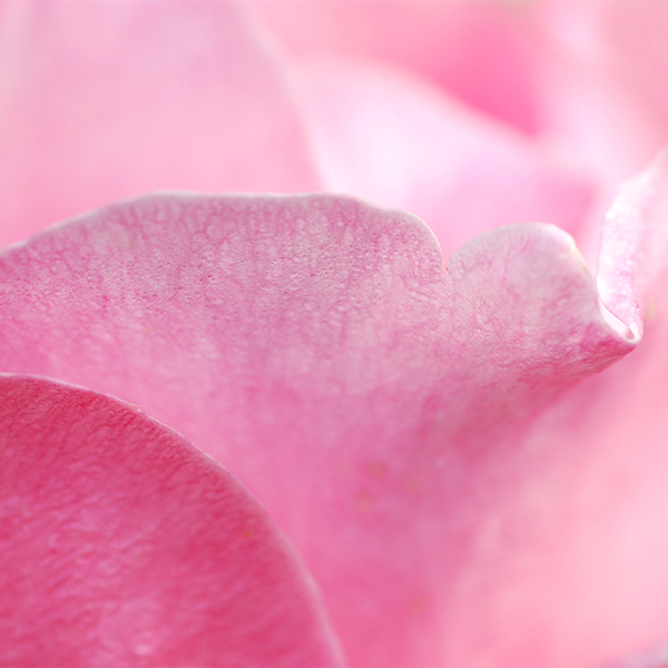 BB crème Source de Roses teinte dorée | Melvita