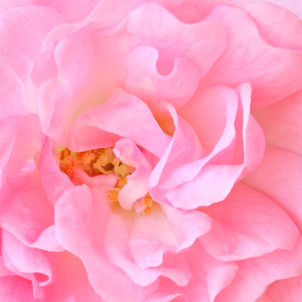 Huile Démaquillante Lactée - Source de Roses | Melvita